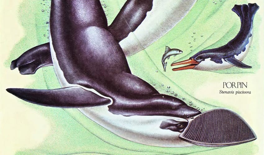 After Man A Zoology Of The Future Animals